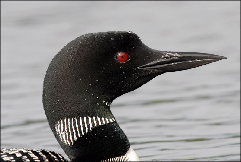 Hinterland Who s Who Loons
