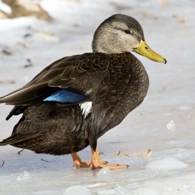 American Black Duck - Hinterland Who's Who