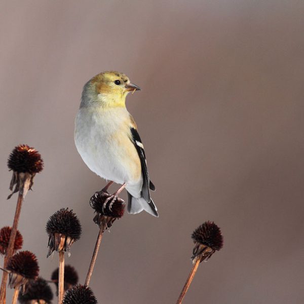 American Goldfinch - Hinterland Who's Who