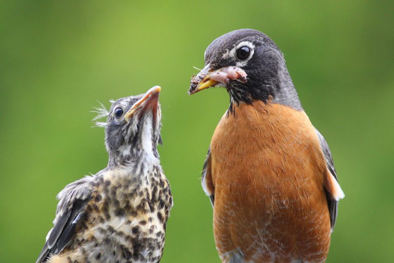 Le Merle d'Amérique - Faune et Flore du Pays