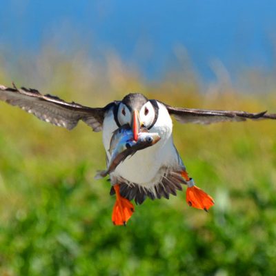 Atlantic Puffin - Hinterland Who's Who
