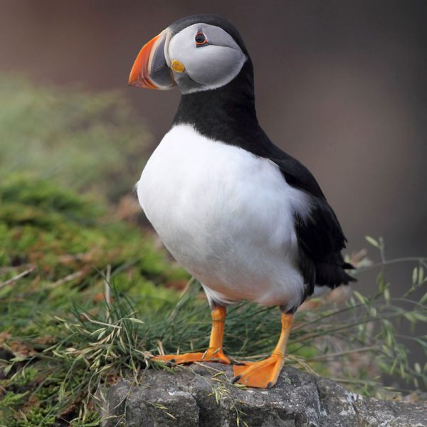 Atlantic Puffin - Hinterland Who's Who