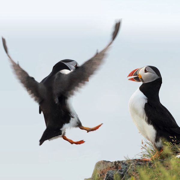 Atlantic Puffin - Hinterland Who's Who