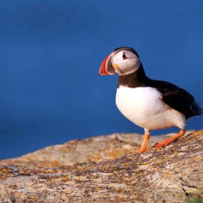 Atlantic Puffin - Hinterland Who's Who