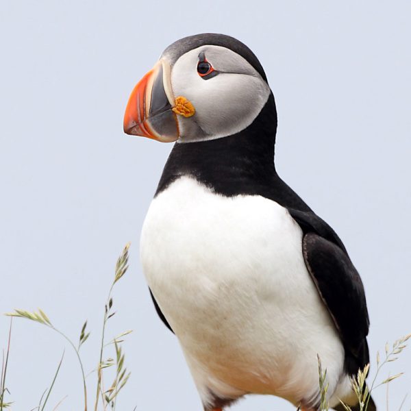 Atlantic Puffin - Hinterland Who's Who