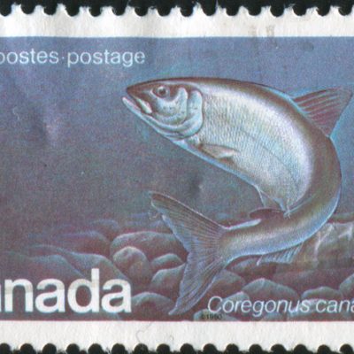 Atlantic whitefish - Hinterland Who's Who