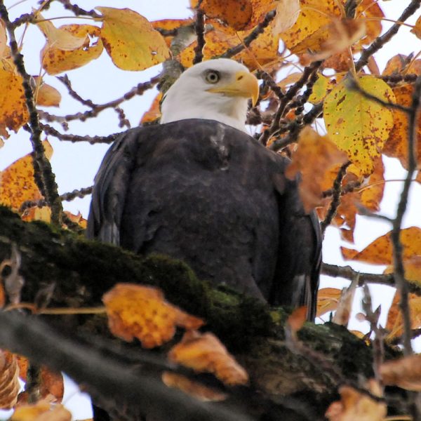 Bald Eagle - Hinterland Who's Who
