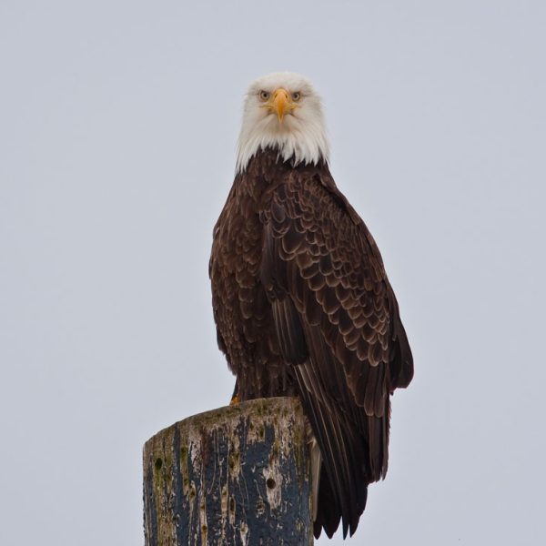 Bald Eagle - Hinterland Who's Who