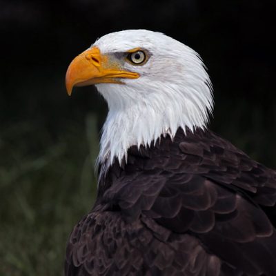 Bald Eagle - Hinterland Who's Who