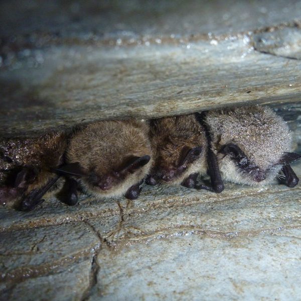 Bats - Hinterland Who's Who