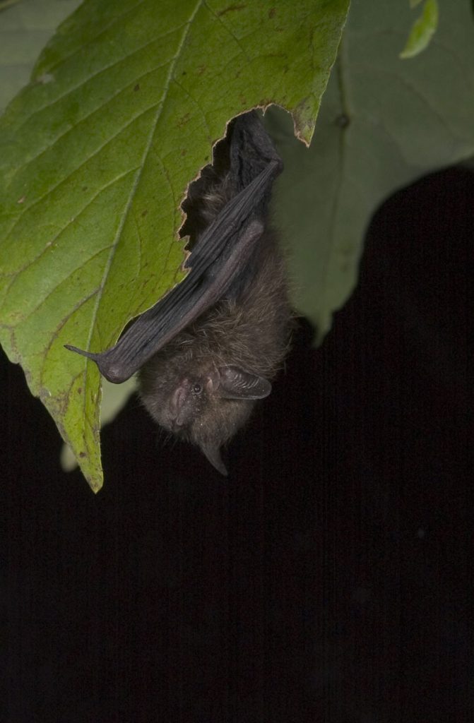 Les chauves-souris - Hinterland Who's Who