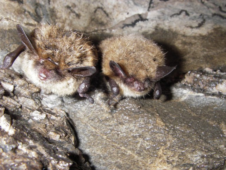 Les chauves-souris - Hinterland Who's Who