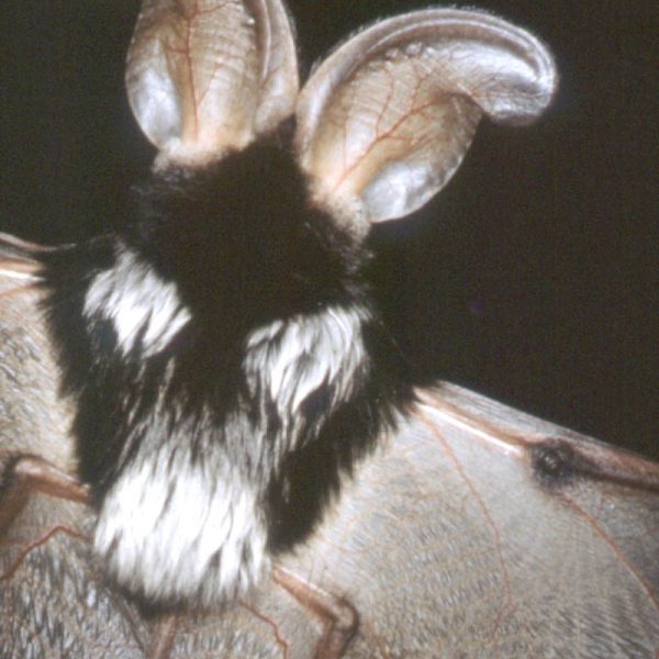 Bats - Hinterland Who's Who