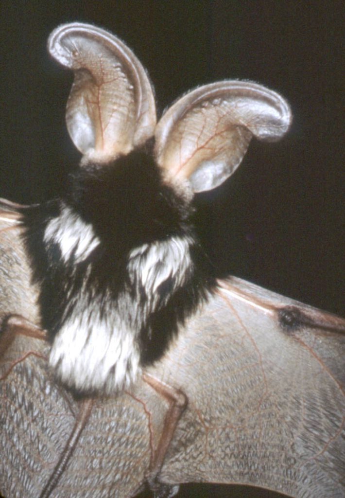 Les chauves-souris - Hinterland Who's Who