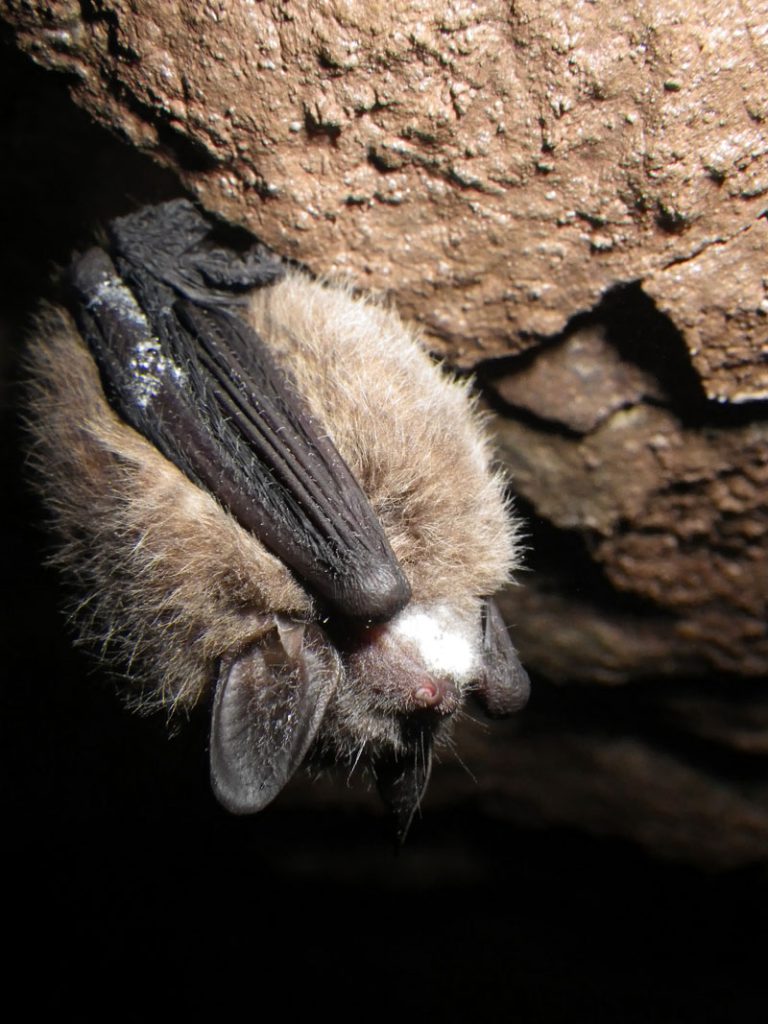 Les chauves-souris - Hinterland Who's Who