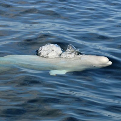 Beluga Whale - Hinterland Who's Who