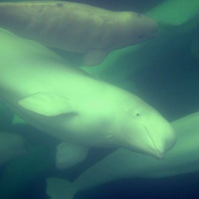 Beluga Whale - Hinterland Who's Who