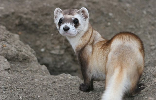 Species at Risk in Canada - Hinterland Who's Who