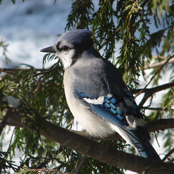 Blue Jay - Hinterland Who's Who