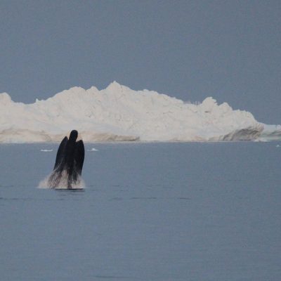 Bowhead Whale - Hinterland Who's Who