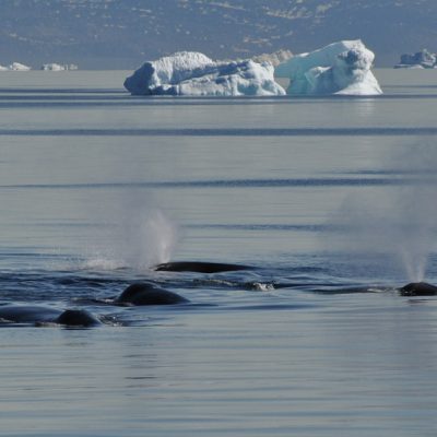 Bowhead Whale - Hinterland Who's Who