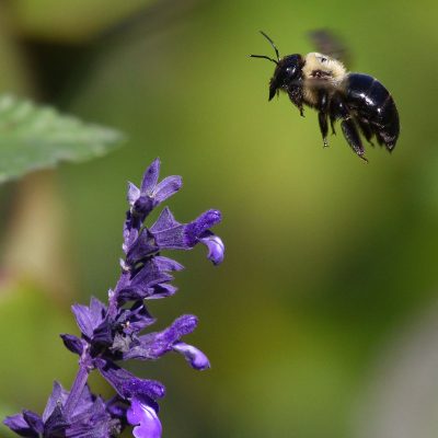 Bumble Bee - Hinterland Who's Who