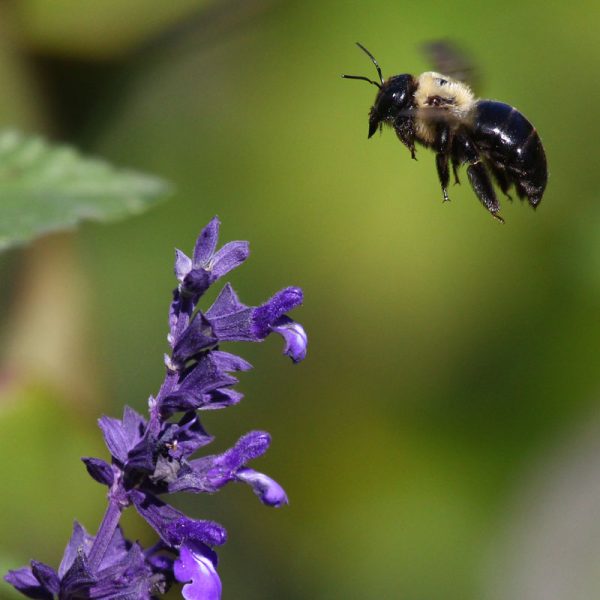 Bumble Bee - Hinterland Who's Who