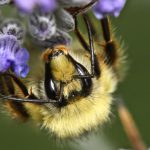 Bumble Bee - Hinterland Who's Who