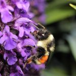 Bumble Bee - Hinterland Who's Who