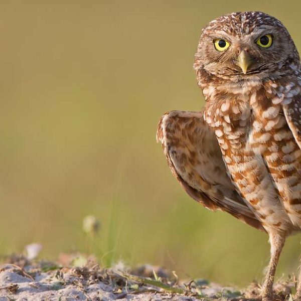 Burrowing Owl - Hinterland Who's Who
