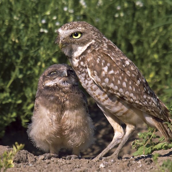 Burrowing Owl - Hinterland Who's Who