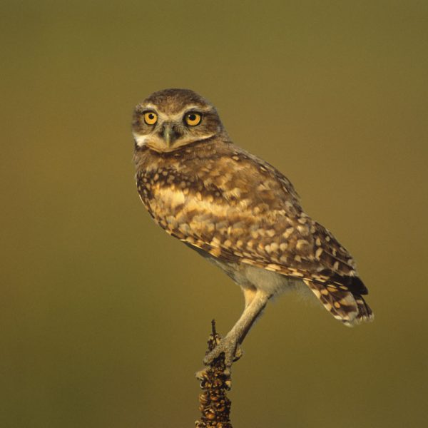Burrowing Owl - Hinterland Who's Who