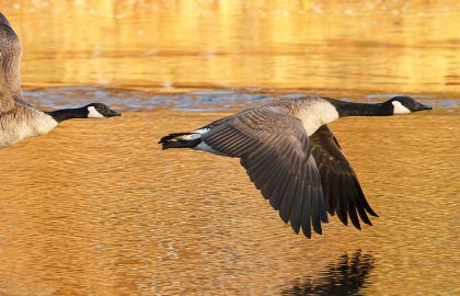 Canada Goose - Hinterland Who's Who