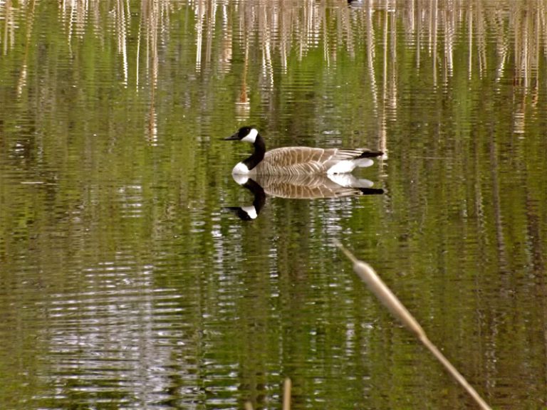 La Bernache du Canada - Hinterland Who's Who