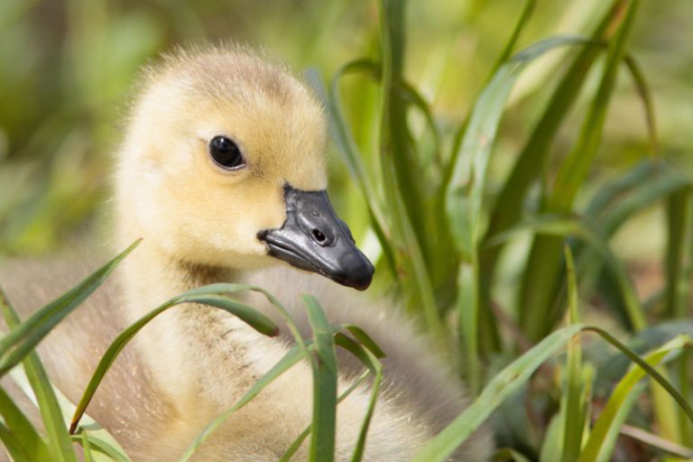 La Bernache du Canada - Hinterland Who's Who