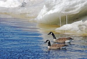 La Bernache du Canada - Hinterland Who's Who