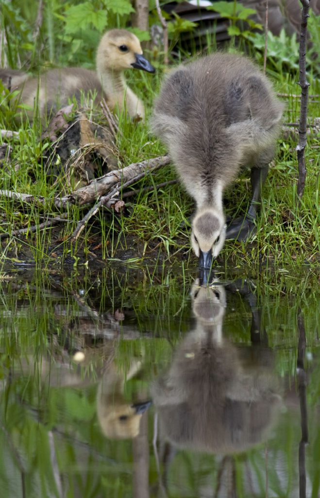La Bernache du Canada - Hinterland Who's Who