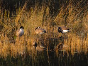 La Bernache du Canada - Hinterland Who's Who