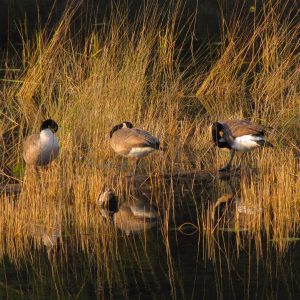 Canada Goose - Hinterland Who's Who