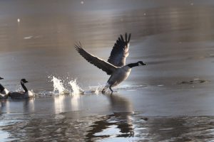 La Bernache du Canada - Hinterland Who's Who