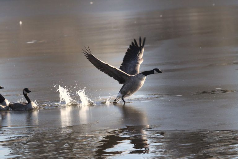 La Bernache du Canada - Hinterland Who's Who
