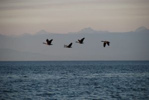 La Bernache du Canada - Hinterland Who's Who