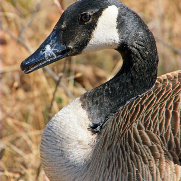 Canada Goose - Hinterland Who's Who
