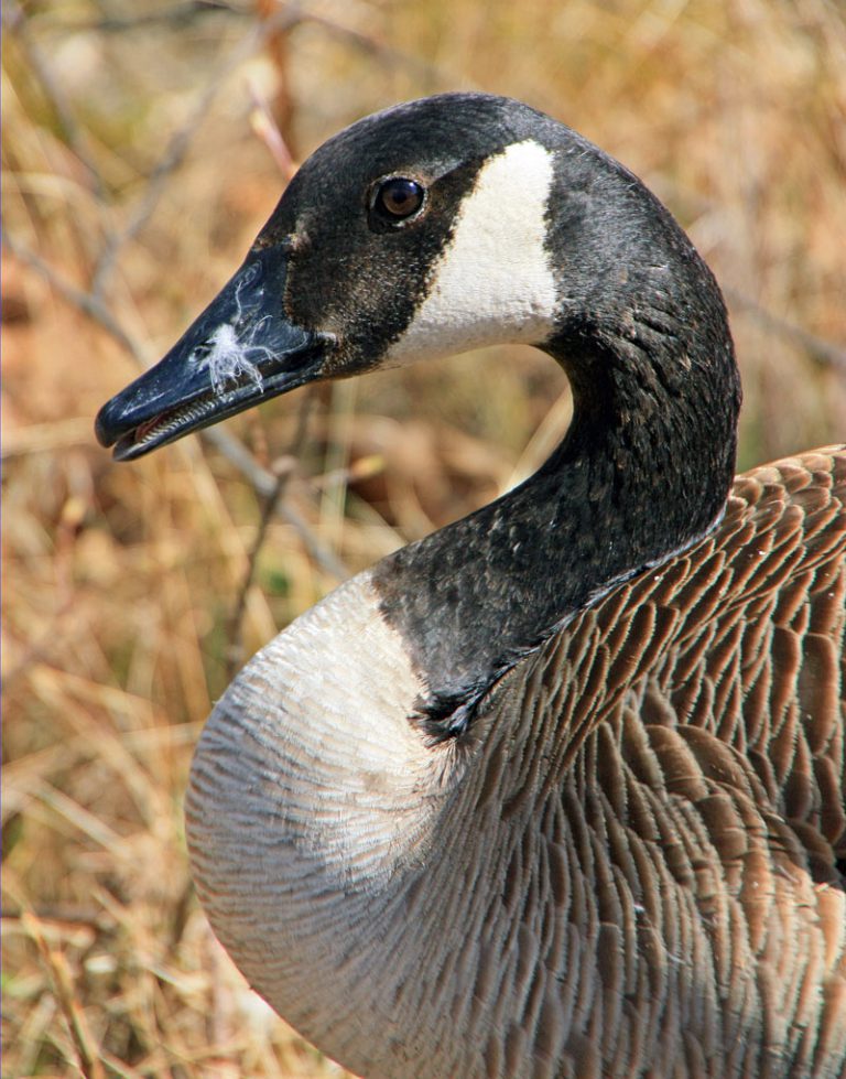 La Bernache du Canada - Hinterland Who's Who