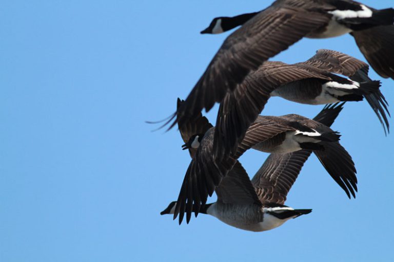 La Bernache du Canada - Hinterland Who's Who