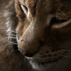 Canada Lynx - Hinterland Who's Who