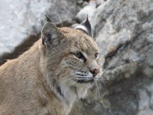 Le lynx du Canada - Hinterland Who's Who