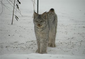 Le lynx du Canada - Hinterland Who's Who