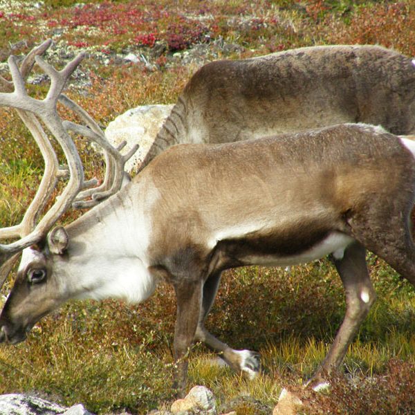Caribou - Hinterland Who's Who