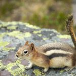 Chipmunk - Hinterland Who's Who